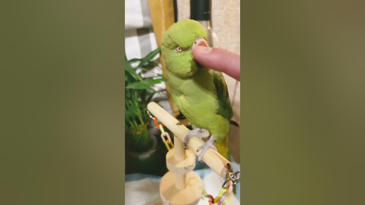 Playing Boop-boop with Thor | Parakeet Parrot - YouTube