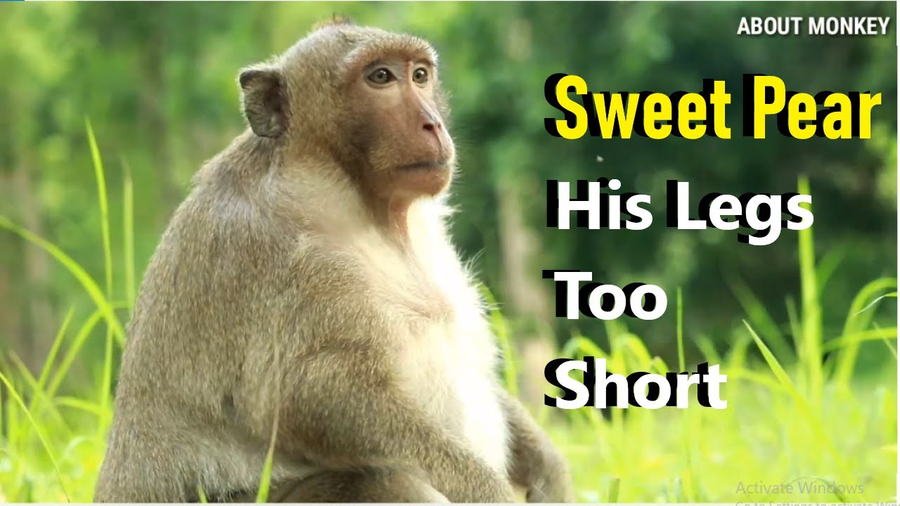 New Update! Monkey Sweet Pear In Amari Group His Legs Are Short When He ...
