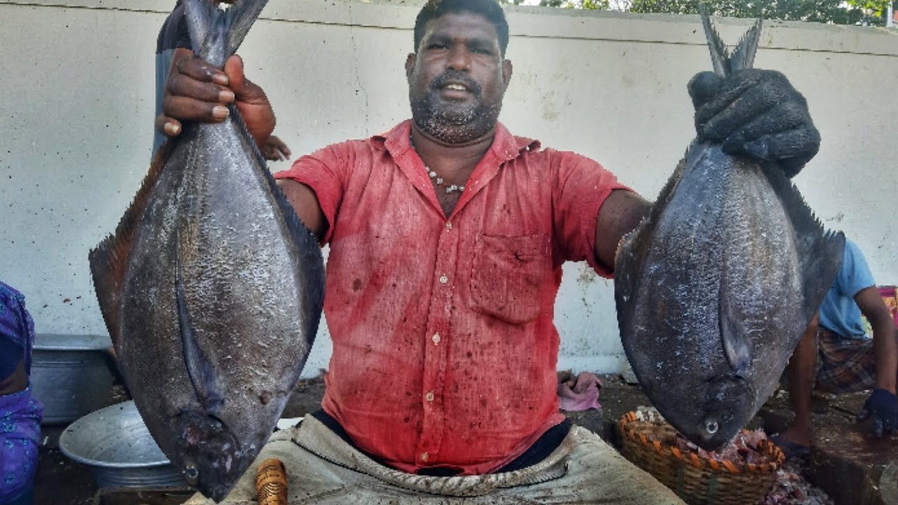 TASTY |YAMEE |BLACK POMRED FISH |BLACK VAAVAL MEEN |CUTTING VIDEO ...