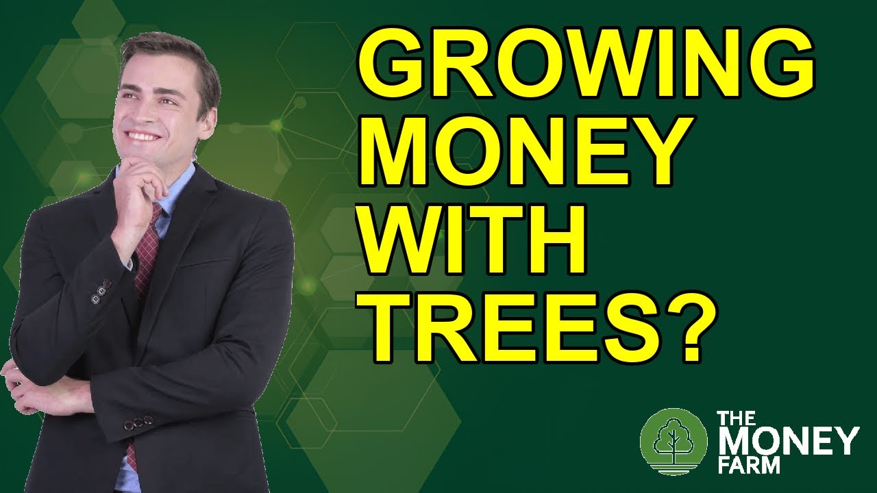 Timberland Investment - The Complete Guide (What You Need To Know ...