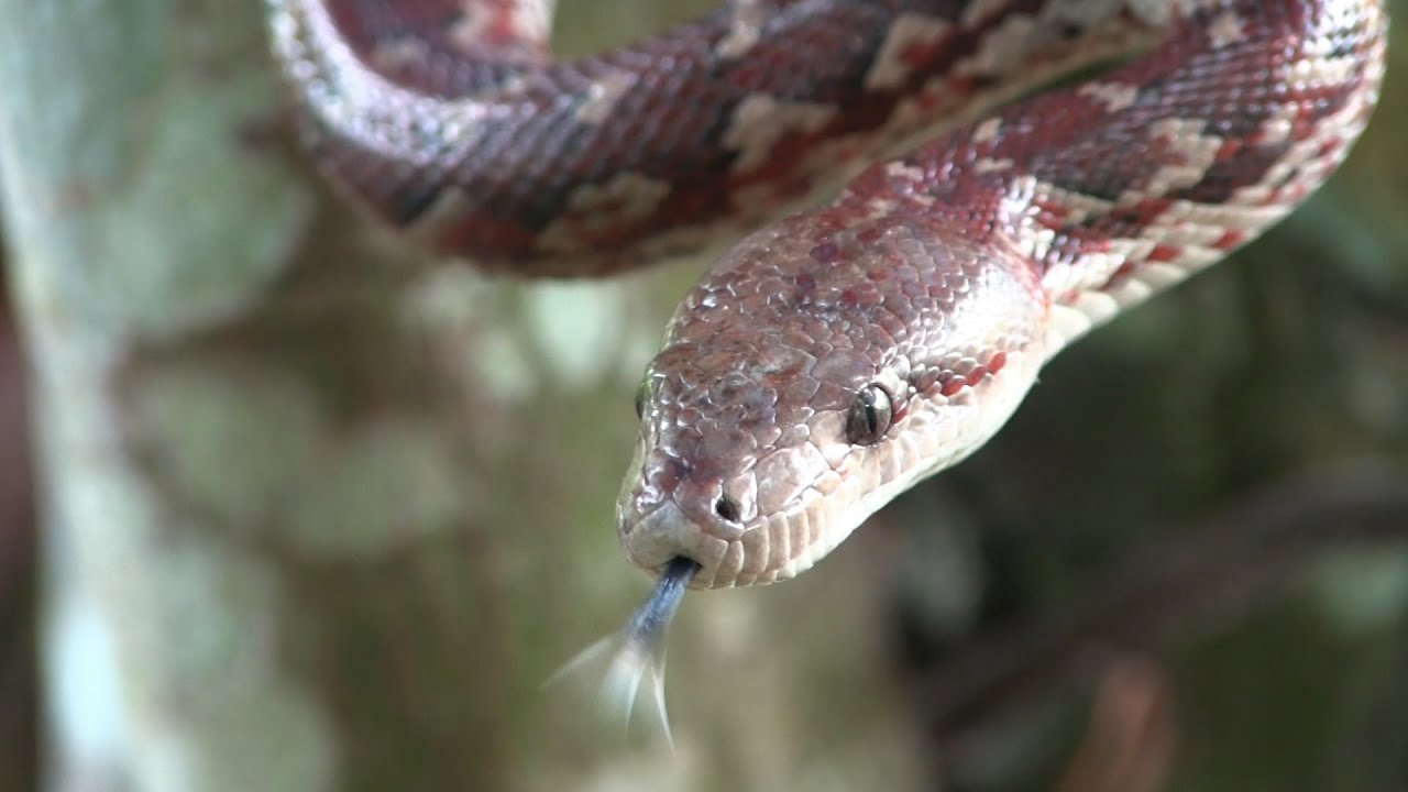 Guido la Guida e il Boa de la Hispaniola in Repubblica Dominicana - YouTube