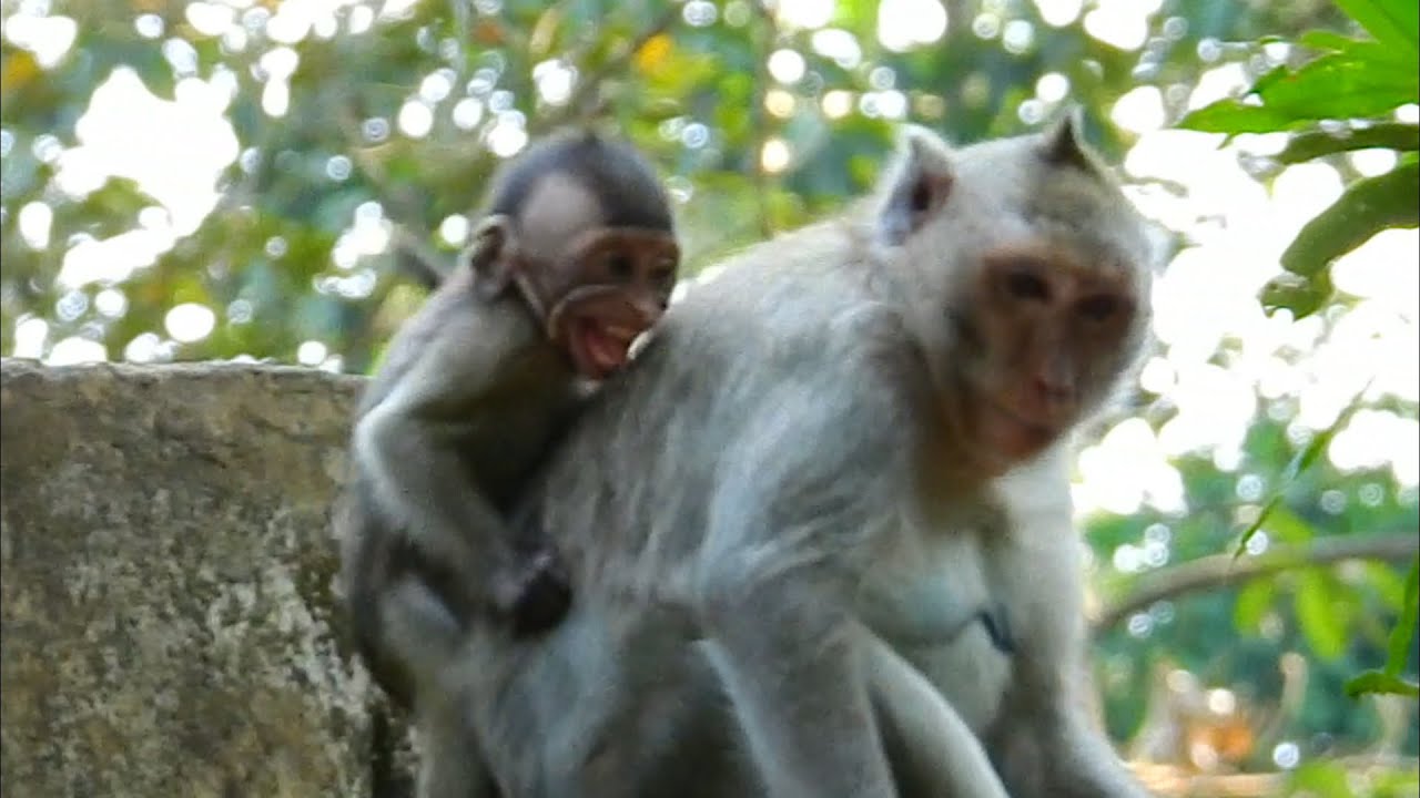 Oh my god....! watch Mom monkey wiki when she is tired of taking care of her baby...! - YouTube