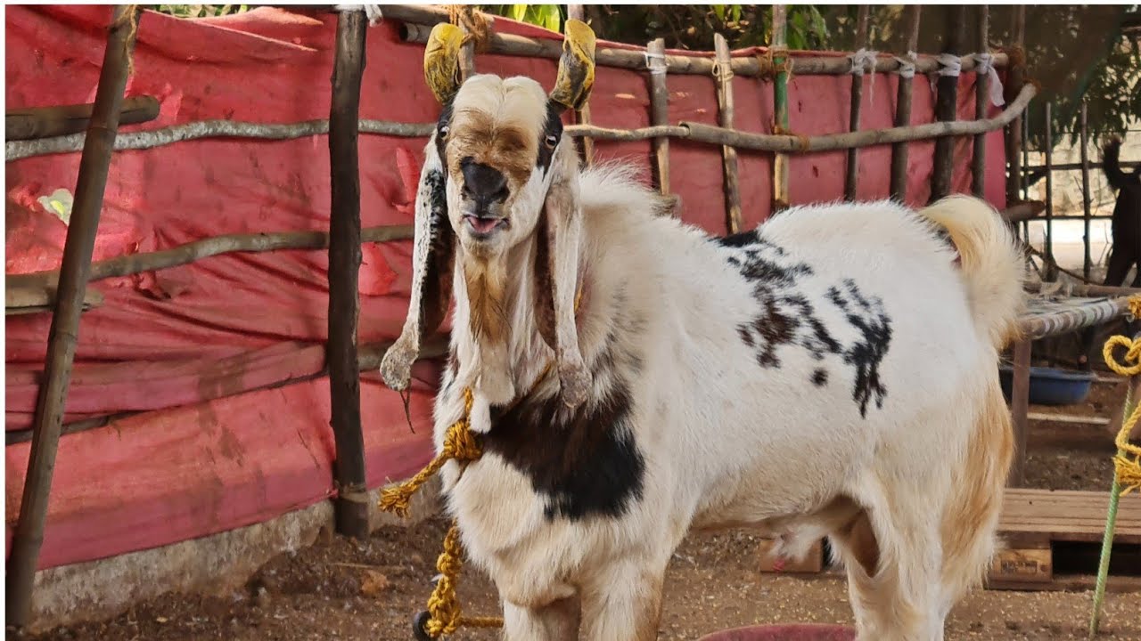 Show Quality Kota Goat at Raees Goat Farm - YouTube