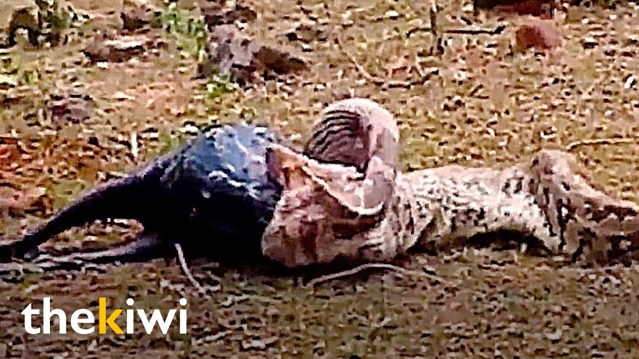 Python couldn’t digest its huge prey and regurgitated - YouTube