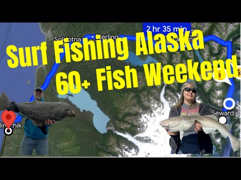 Sharing a 60+ Fish Weekend surf fishing Seward Alaska with Dozens of ...