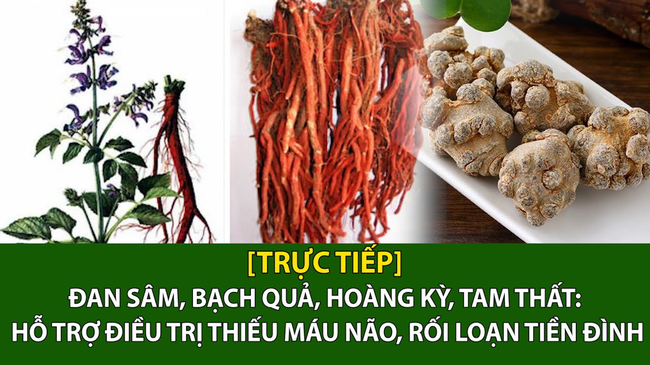 ĐAN SÂM, BẠCH QUẢ, HOÀNG KỲ, TAM THẤT: HỖ TRỢ ĐIỀU TRỊ THIẾU MÁU NÃO ...
