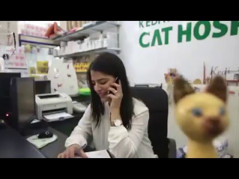 Türkiye'nin kedi hastanesi Cat Hospital