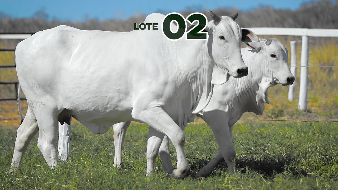 LOTE 02 - YouTube