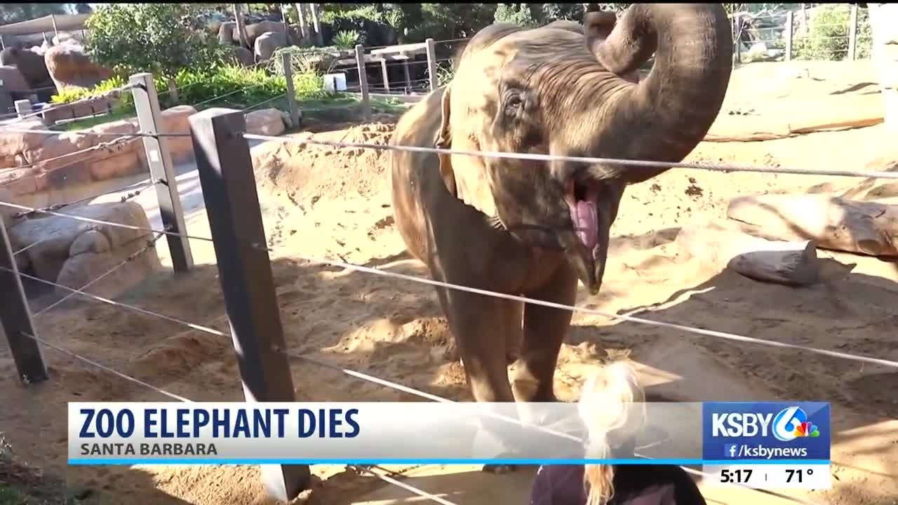 Longtime Santa Barbara Zoo elephant dies - YouTube