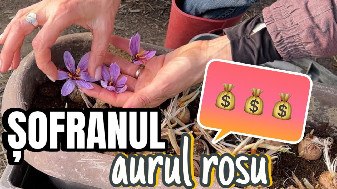 AUR ROSU in gradina 💰💰💰. SOFRANUL, cel mai scump condiment - YouTube