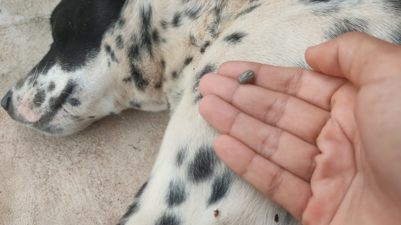 Come back ticks coco #dog #ticks #animals #pets - YouTube