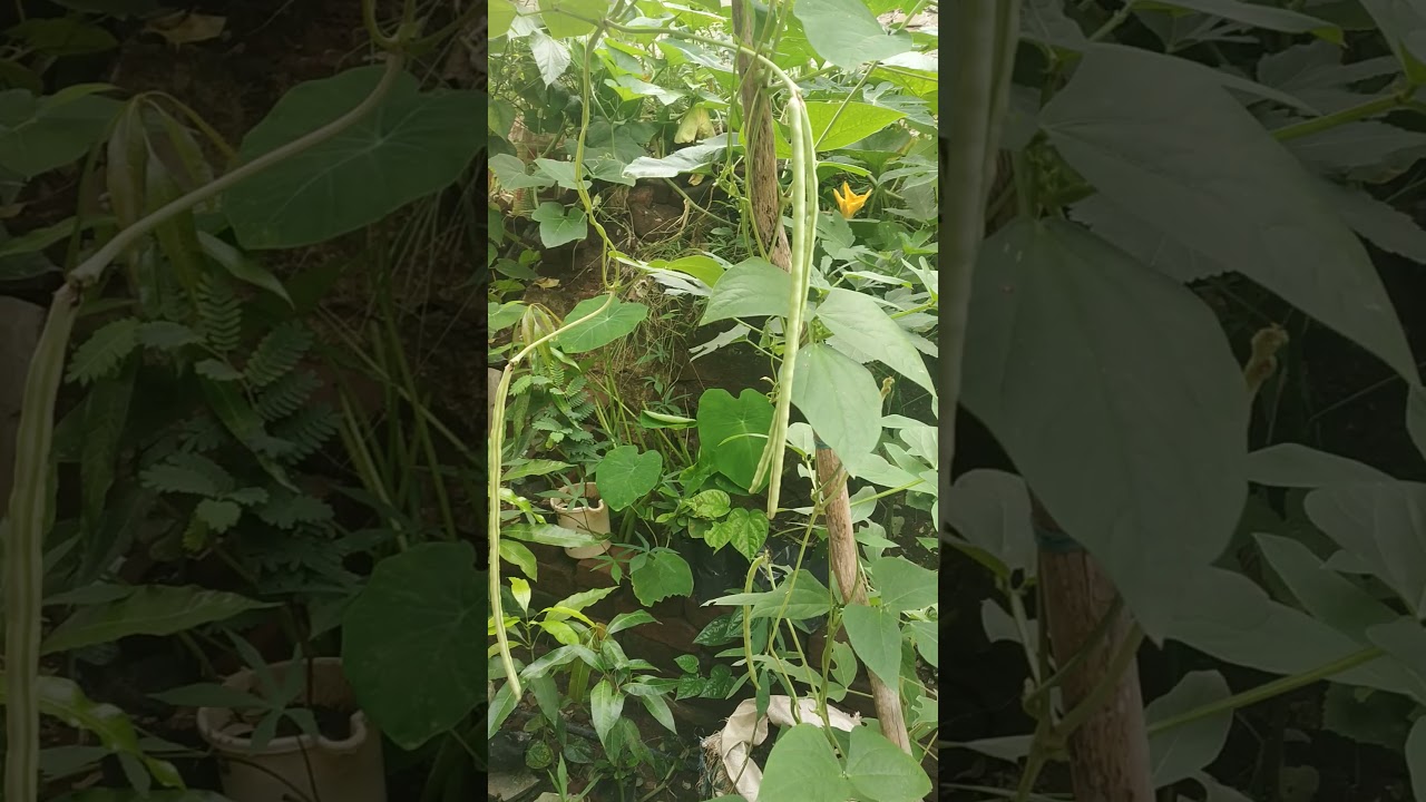 Barbatti vegetable - YouTube