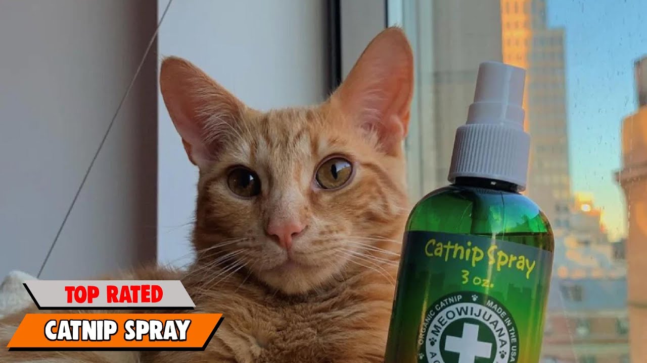 Bored Kitty No More! DIY Catnip Spray Recipe for Happy Playtime - YouTube