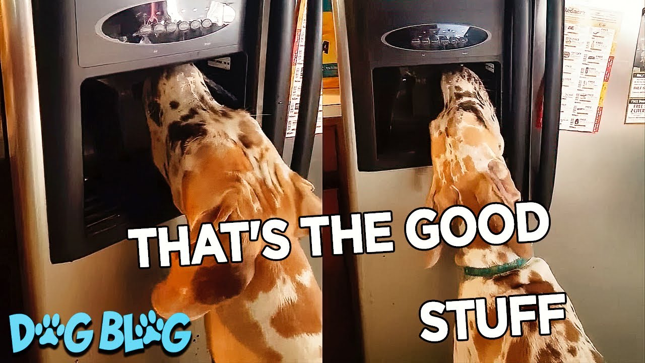 Great Dane Puppy Drinks Straight From the Fridge - YouTube