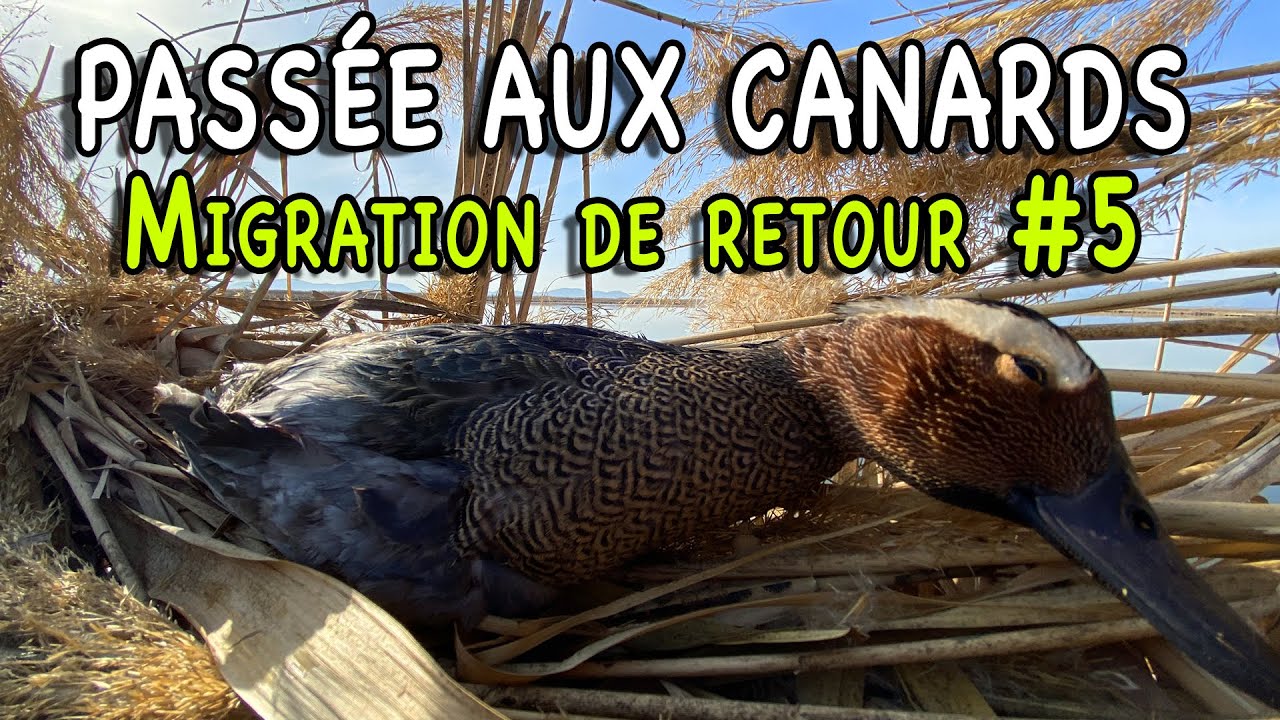Passée au canard - Migration de retour, des couleurs dans le ciel part ...