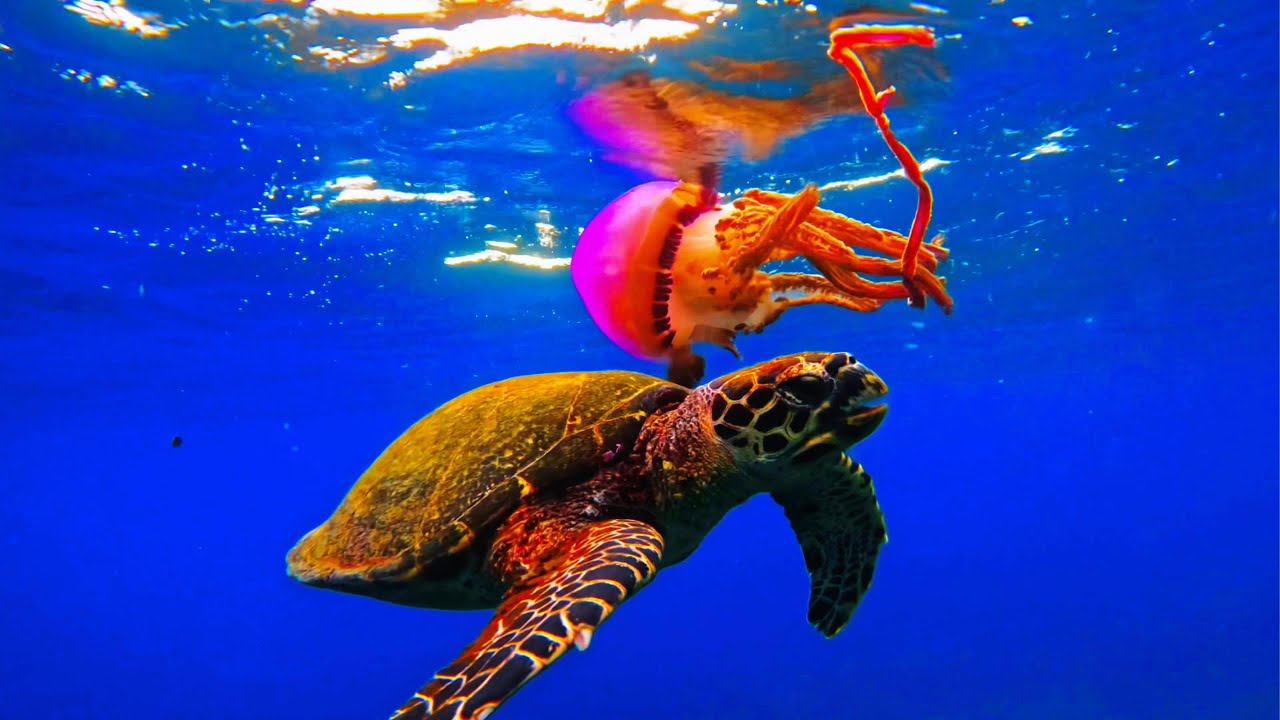 Hawaii 3 prong//Kole,King Kole, Menpachi,Roi,Joe,Kali !! Cruzing With ...
