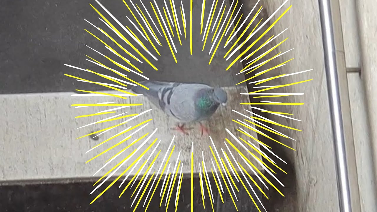 Rare footage of a pigeon using stairs [in 4k] - YouTube