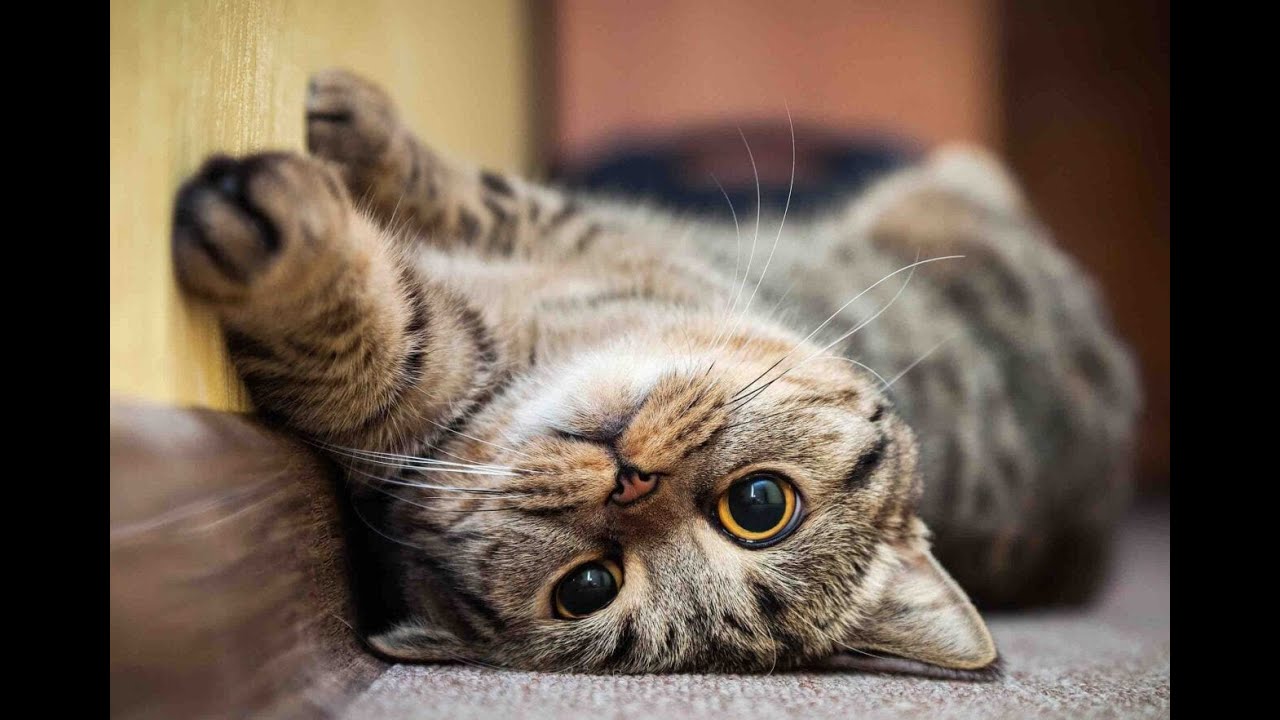 CRAZY CAT FIGHTS COMPLATION 2020 - YouTube
