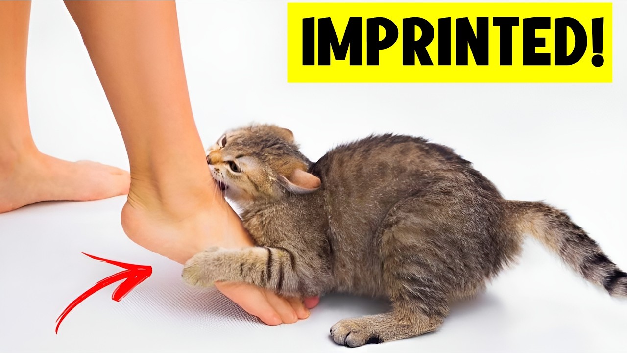 The 20 Signs Your Cat Has IMPRINTED On You! 😸 - YouTube