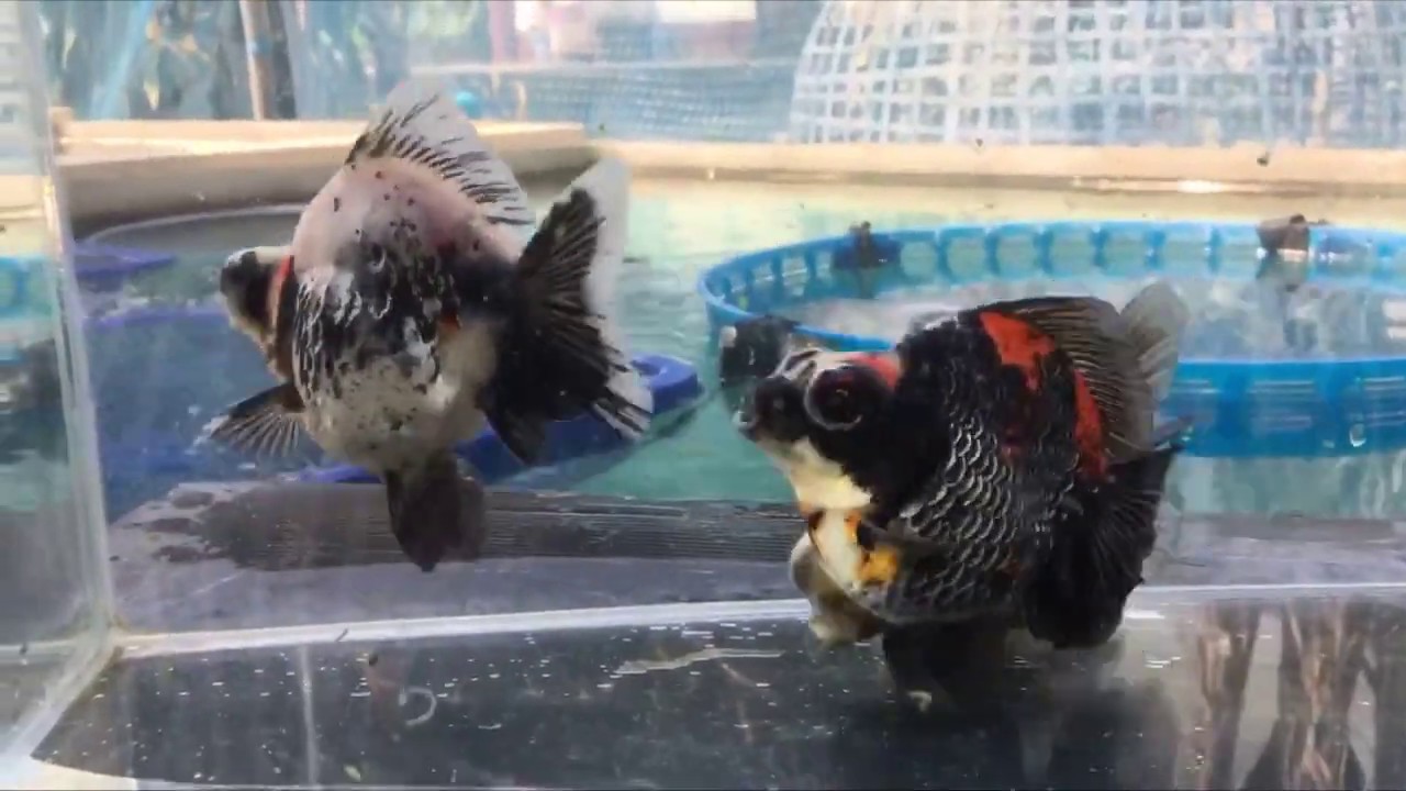 Giant Ryukin Goldfish | Best Goldfish Thiland - YouTube