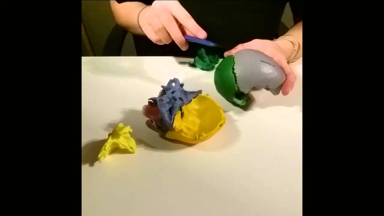 4D Human Skull Anatomy Model Put- Together - YouTube