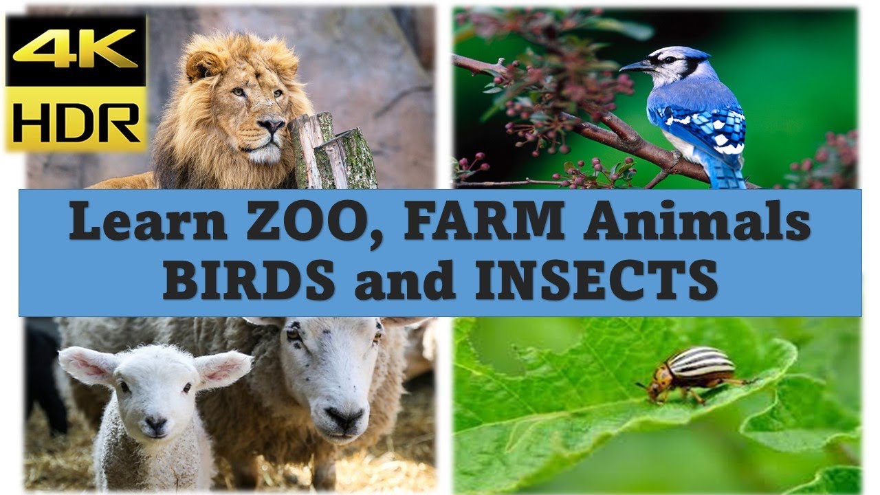 Learn zoo animals | Learn farm animals | Learn birds | Learn insects ...