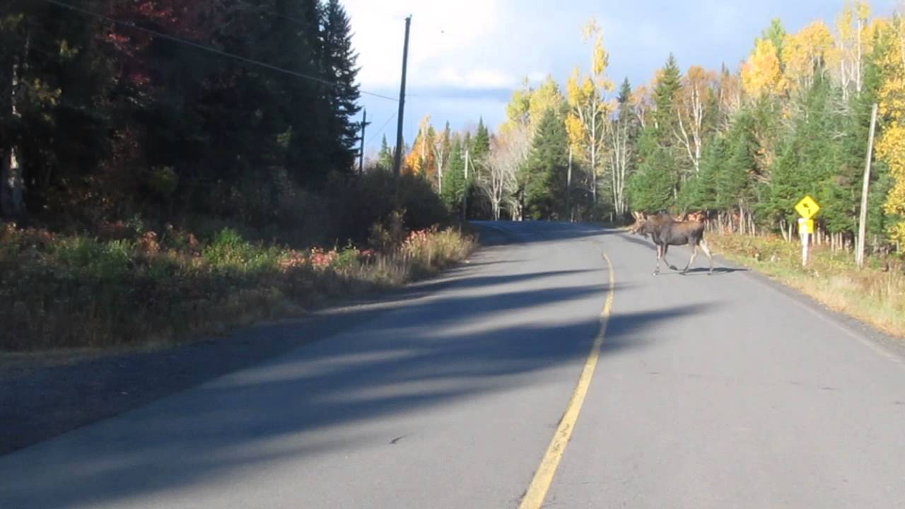 Spike Bull Moose - YouTube