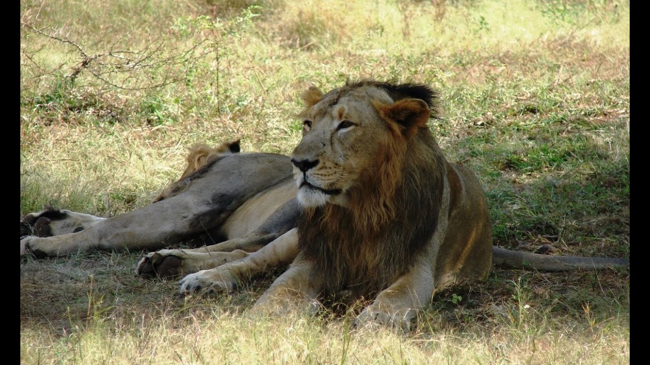 Saurashtra ni Rasdhar - YouTube