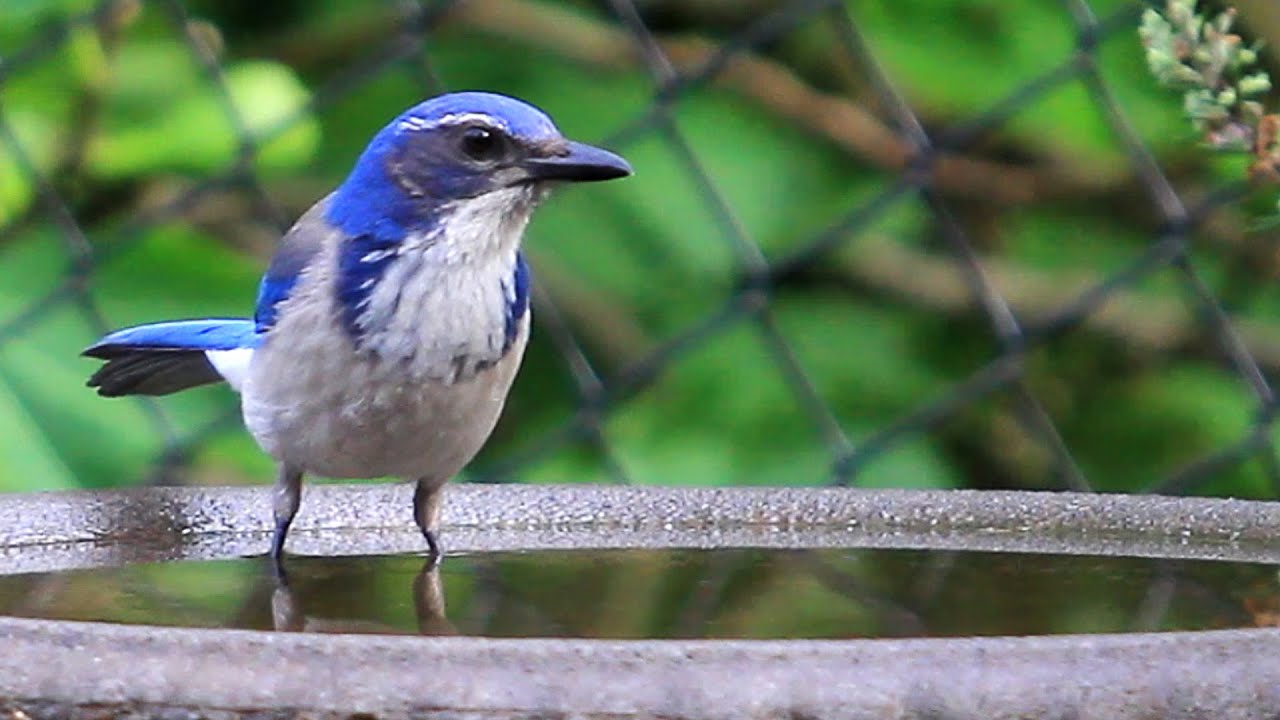 Scrub Jay - YouTube
