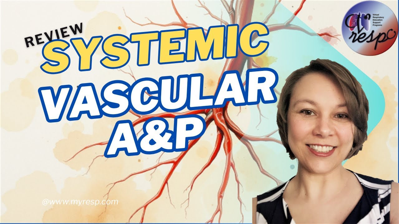 System Vascular Anatomy and Blood Flow YouTube - YouTube