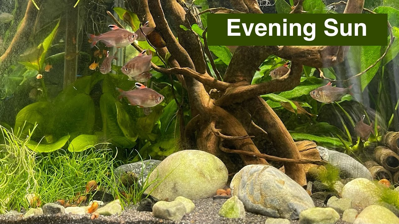 Evening Sunbathing Aquarium!! The Plants Love It!! - YouTube