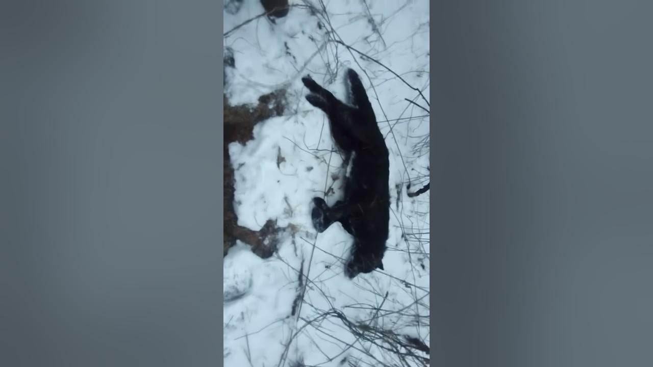 Ставили петли на зайца и нашли волка - YouTube