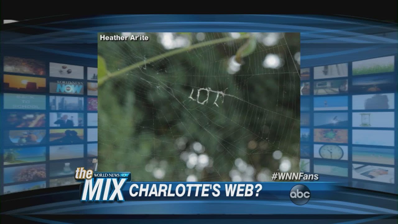 Real Life “Charlotte’s Web”? | ABC News - YouTube