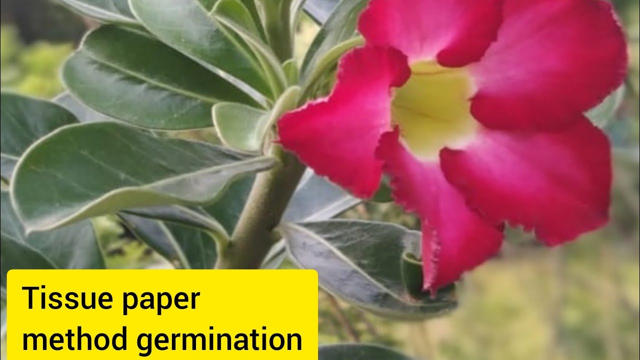 Tissue Paper Method for Seeds Germination| വിത്ത് പെട്ടന്ന് ...