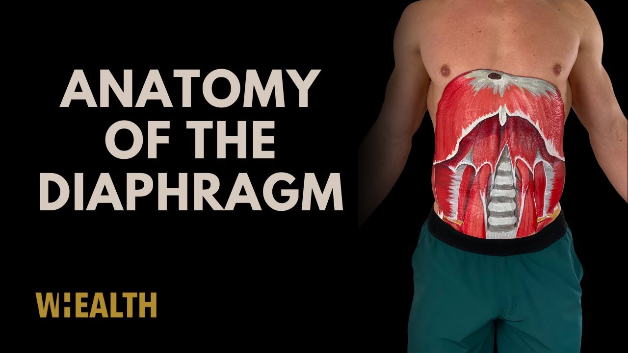 Immersive Core Anatomy like you've never seen before! - YouTube