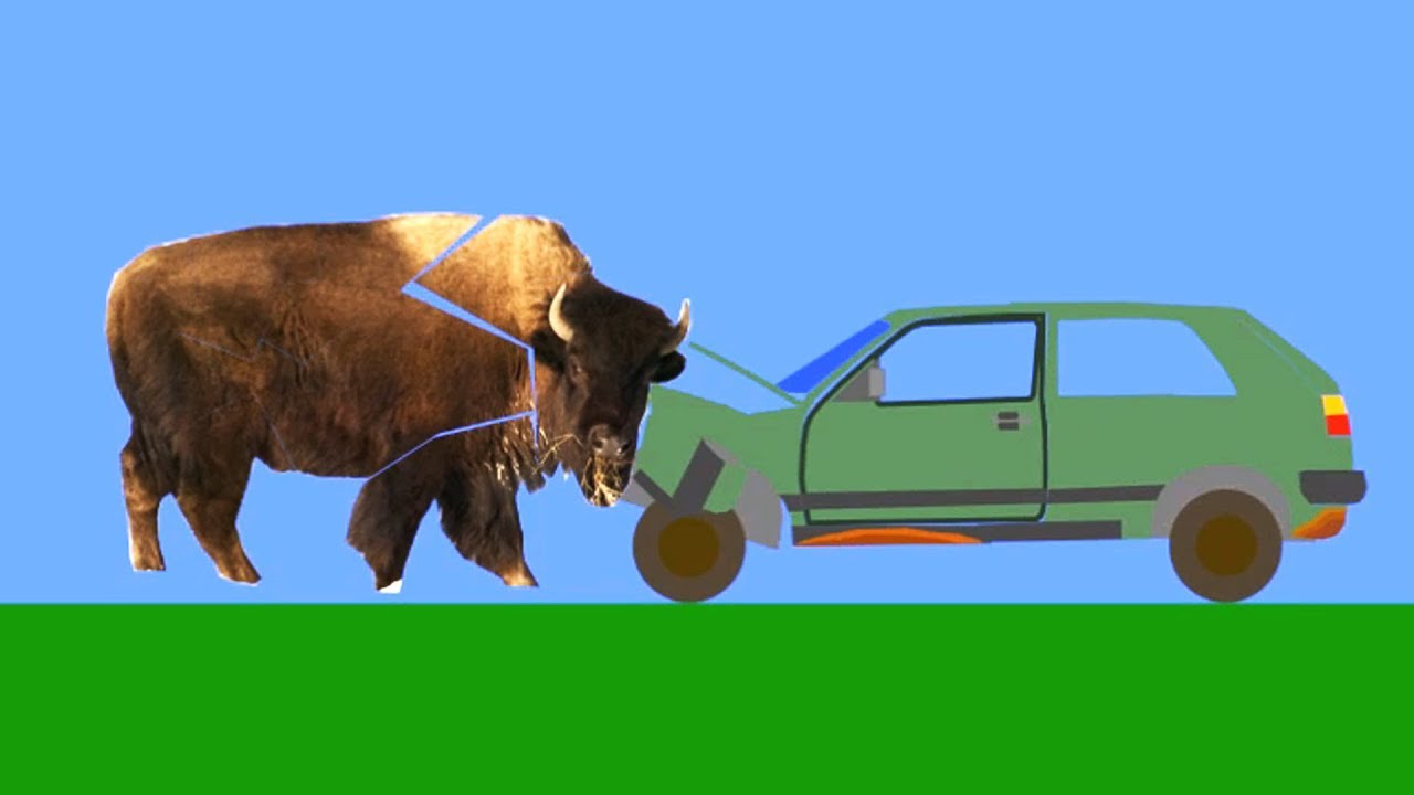 Car vs Buffalo - Ultimate Car Destruction - Phun Algodoo - YouTube