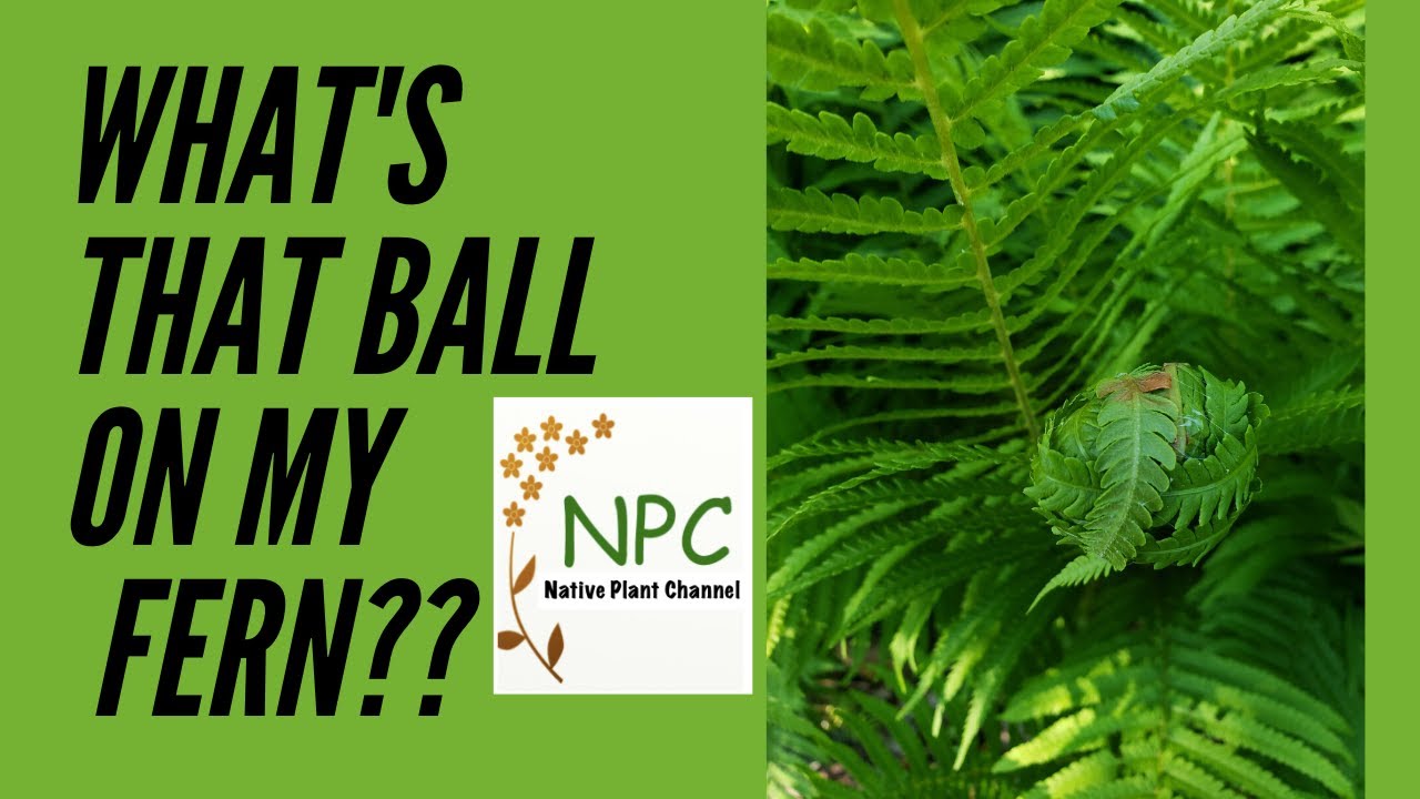 What's that ball on my fern??? - YouTube