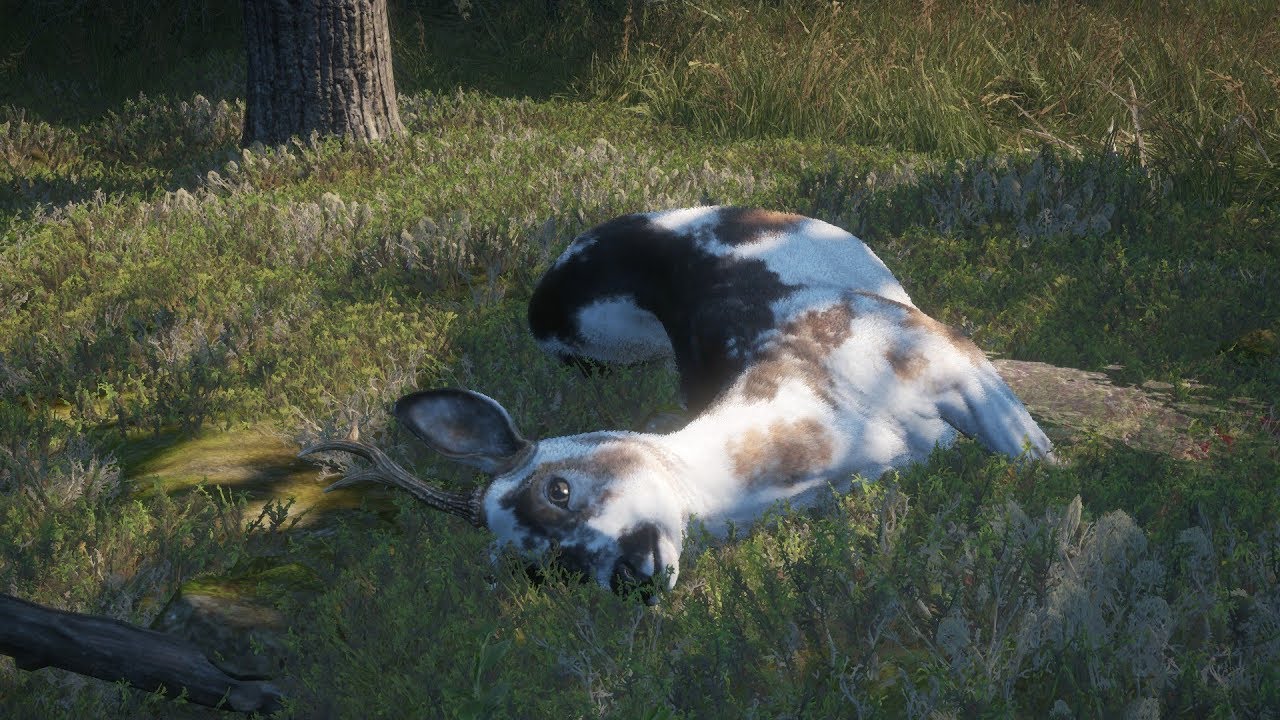 Hunter CotW - Laughing Red Deer and a Surprise RARE Diamond! - YouTube