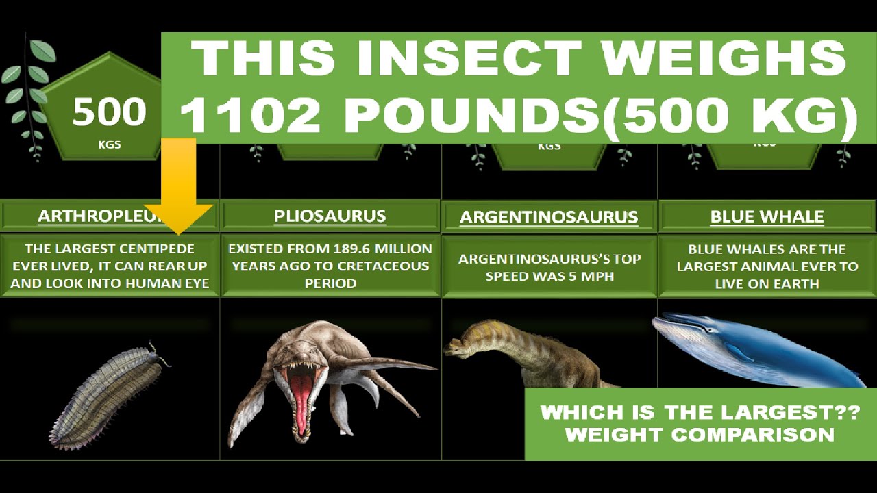 LARGEST ANIMALS SIZE AND WEIGHT COMPARSON, THIS INSECT WEIGH 1102 ...