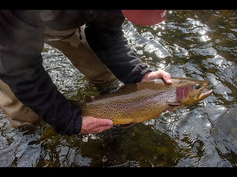 Electroshocking fish survey on the South Platte River - YouTube