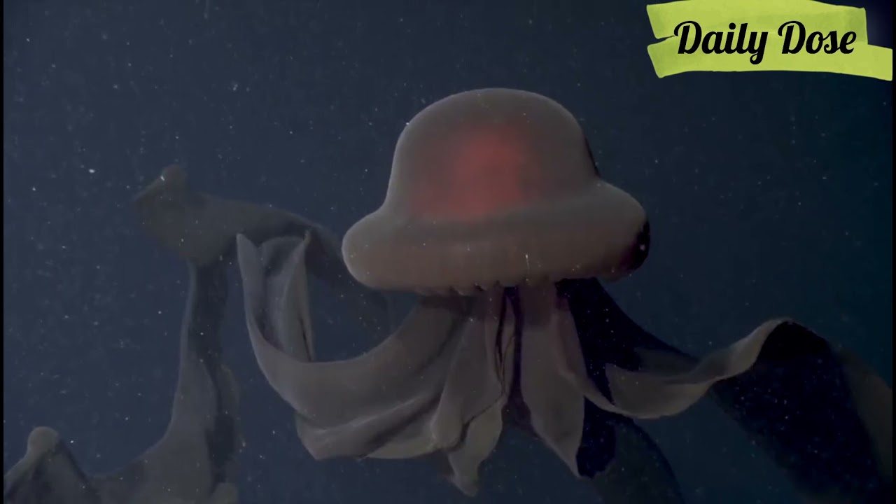 An extraordinary deep-sea sighting: The giant phantom jelly fish - YouTube