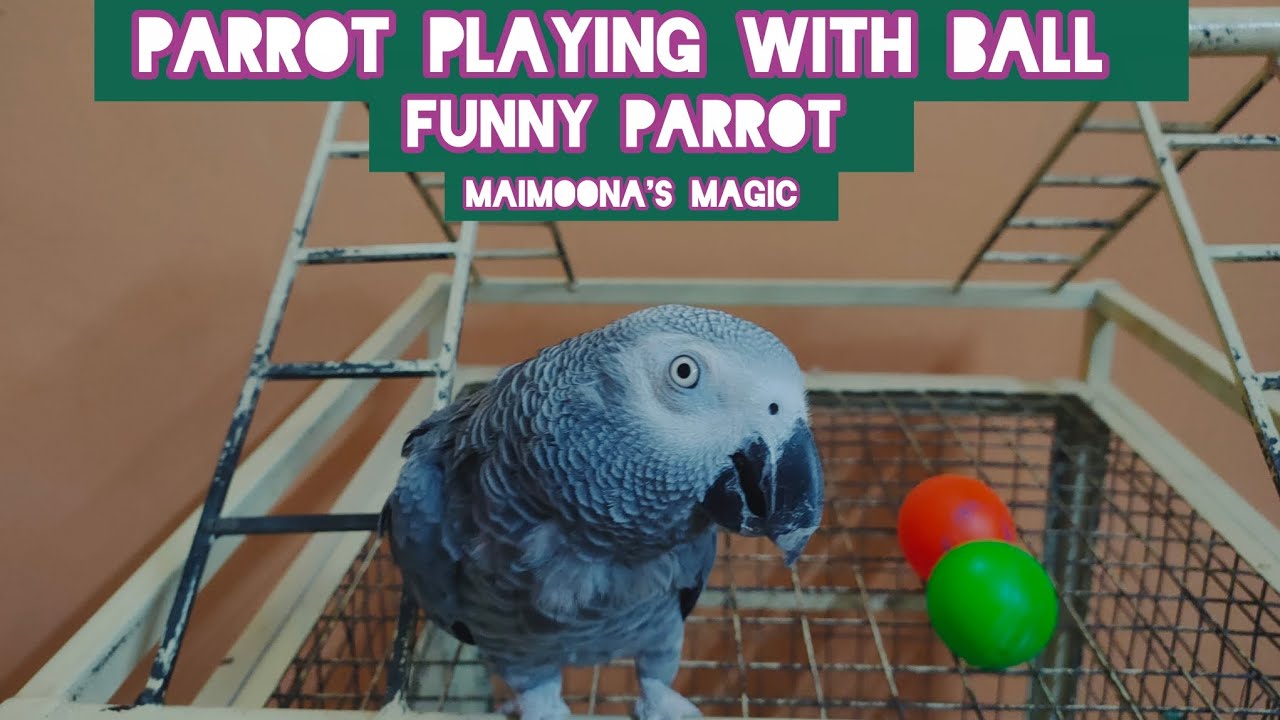 Parrot Playing With Ball || African Grey Parrot || Parrot Video ...