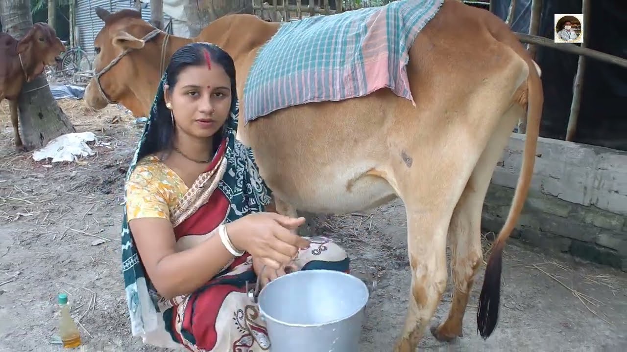 Village bautifull woman cow milking by hand - YouTube
