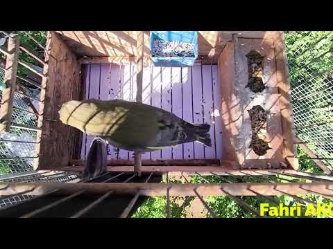 Fahri AKGÜL - Flurya Huylandırma 219