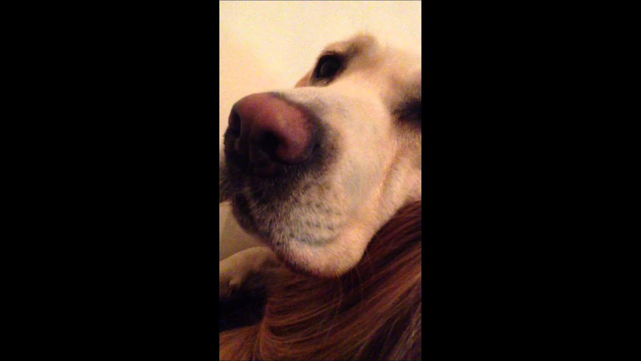 Talking Labrador - YouTube