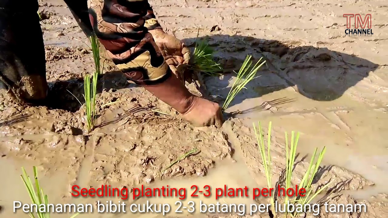 Teknik Penanaman Padi Terbaru - YouTube