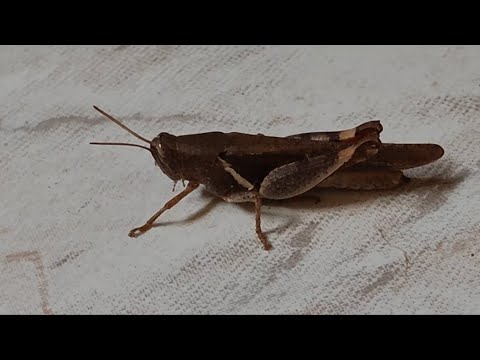 Jumping insect 🦗 | It moves on house floor | Unusual visitor indoors ...