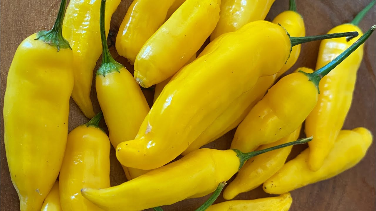 Aji Lemon Drop Review and Tasting - YouTube