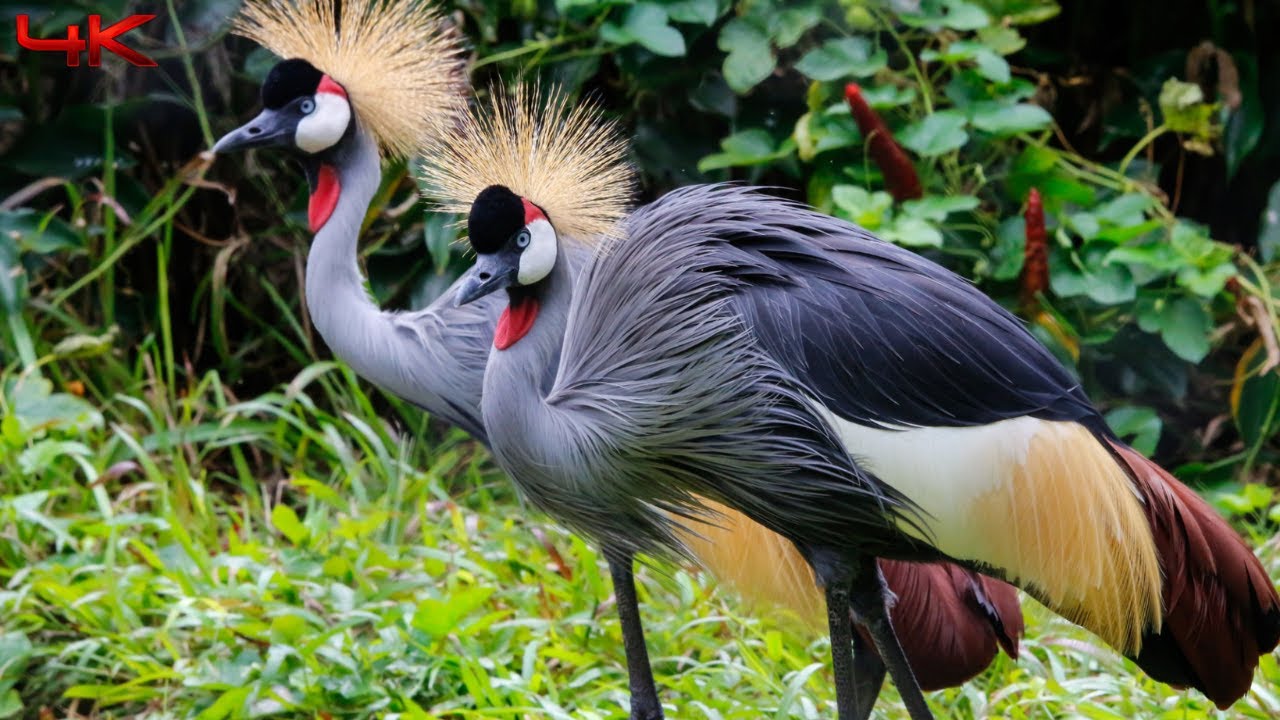 Most Beautiful Cranes Bird In The World | 4K Ultra HD | Animals Canvas ...