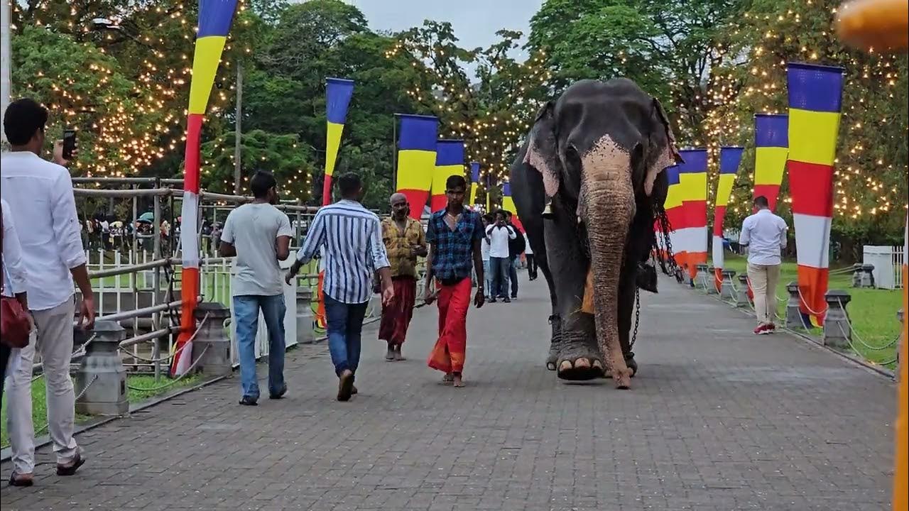 අලි පැටියාගේ ශ්රී දළඳා නමස්කාරය Youtube